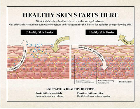 What is the Skin Barrier – Kiehl’s